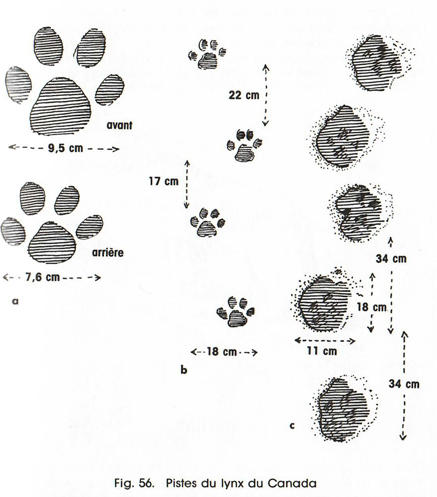 3-3 Les signes de l’occupation fauniques - Agence des forêts (ARFPC)